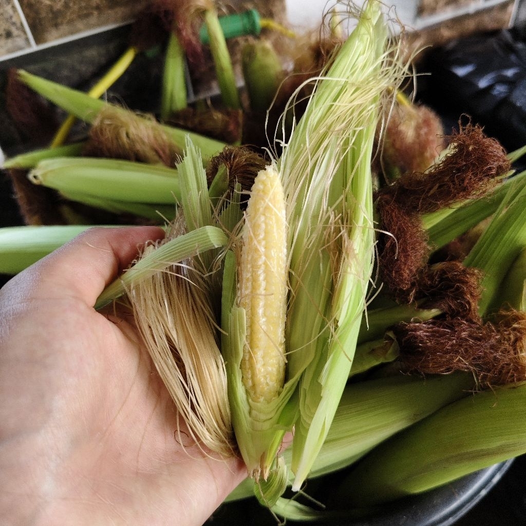 Jual Baby Corn Segar 1 Kg/ Jagung Muda / Putren / Jagung Semi | Shopee ...