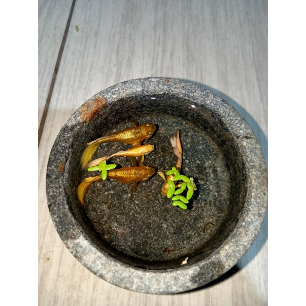Jual Ikan Guppy gold kuning emas sepasang jantan betina, siap bertelur ...