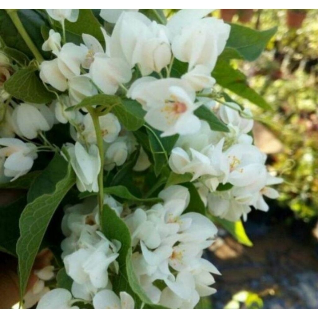 Jual (BISA COD)Tanaman rambat bunga AMP/bunga air mata prnganten bunga ...