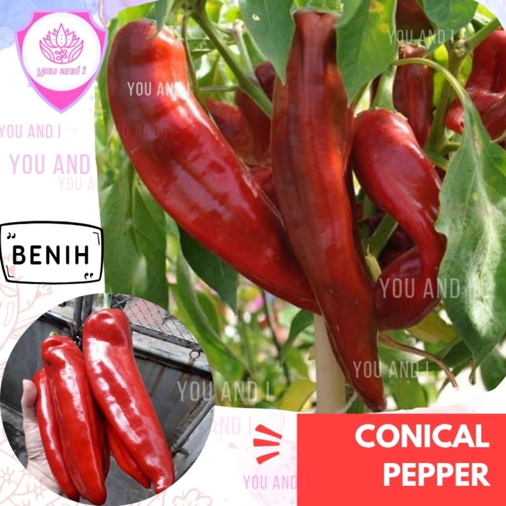 Jual Benih RED CONICAL [isi-3] Biji Bibit Cabai Cabe Besar | Shopee ...