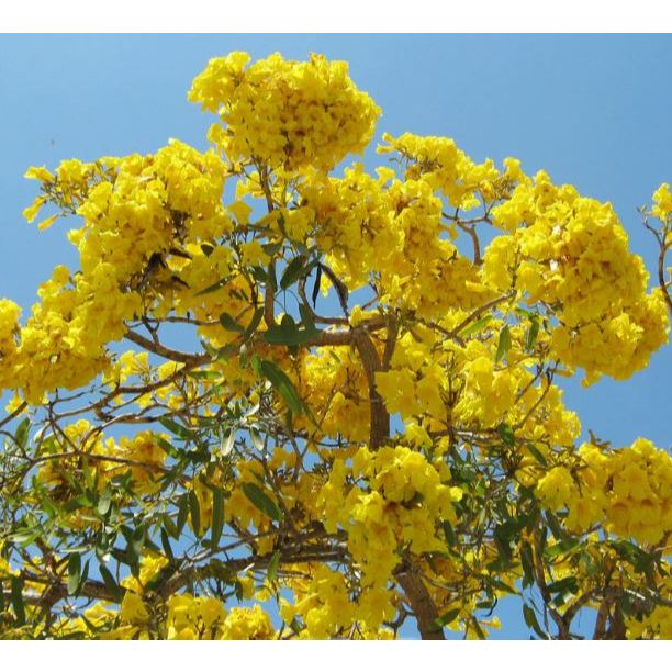 Jual 5-biji benih bunga tabebuia kuning | Shopee Indonesia