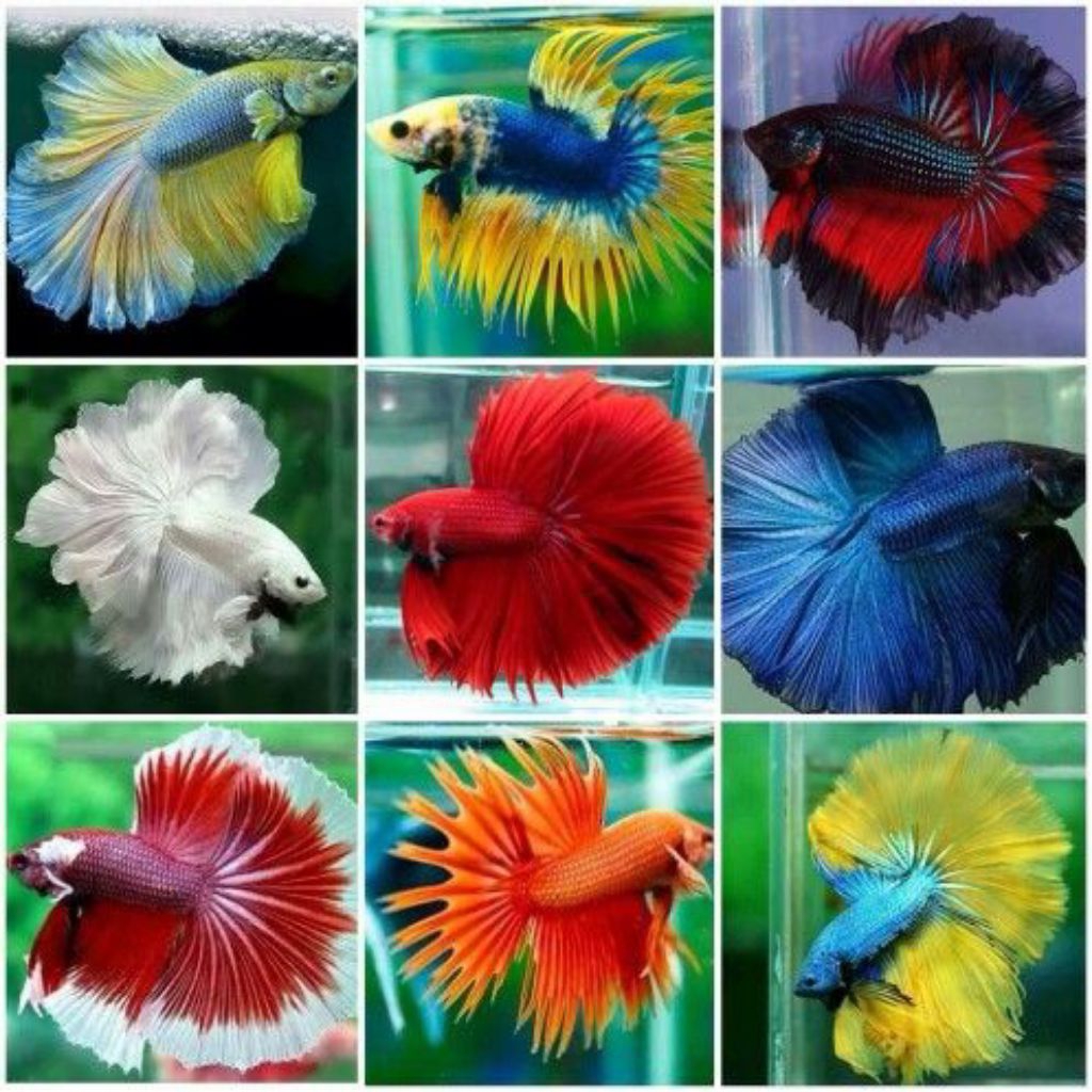 Jual Cupang HM lebar top grade hiasan akuarium | Shopee Indonesia