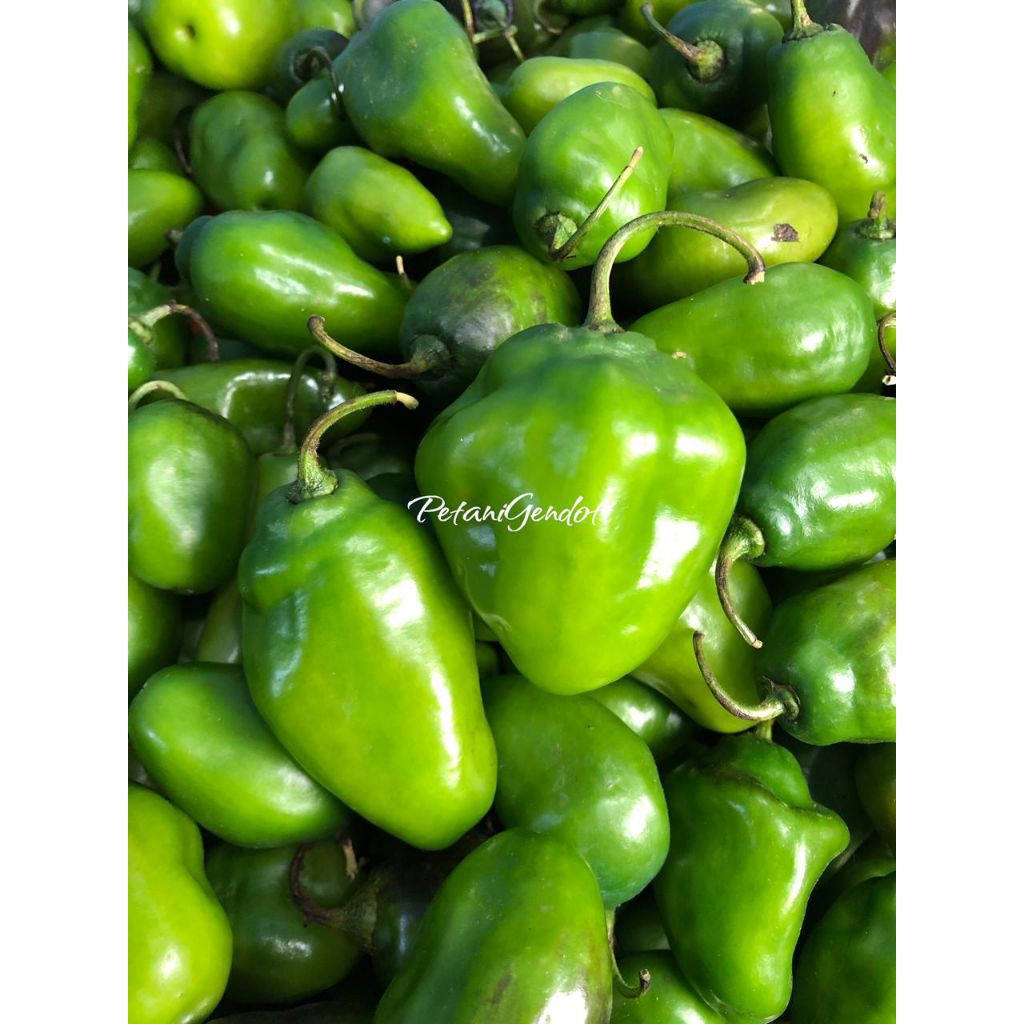 Jual CABE GENDOT FRESH BANDUNG 500GR | Shopee Indonesia
