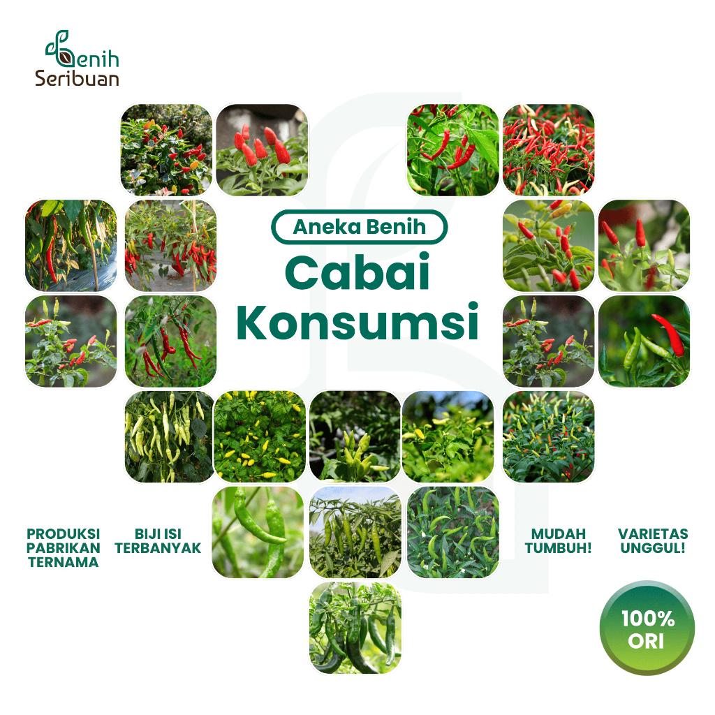 Jual BENIH SERIBUAN - Aneka Bibit Cabe Konsumsi Sayur Sayuran Cabai ...
