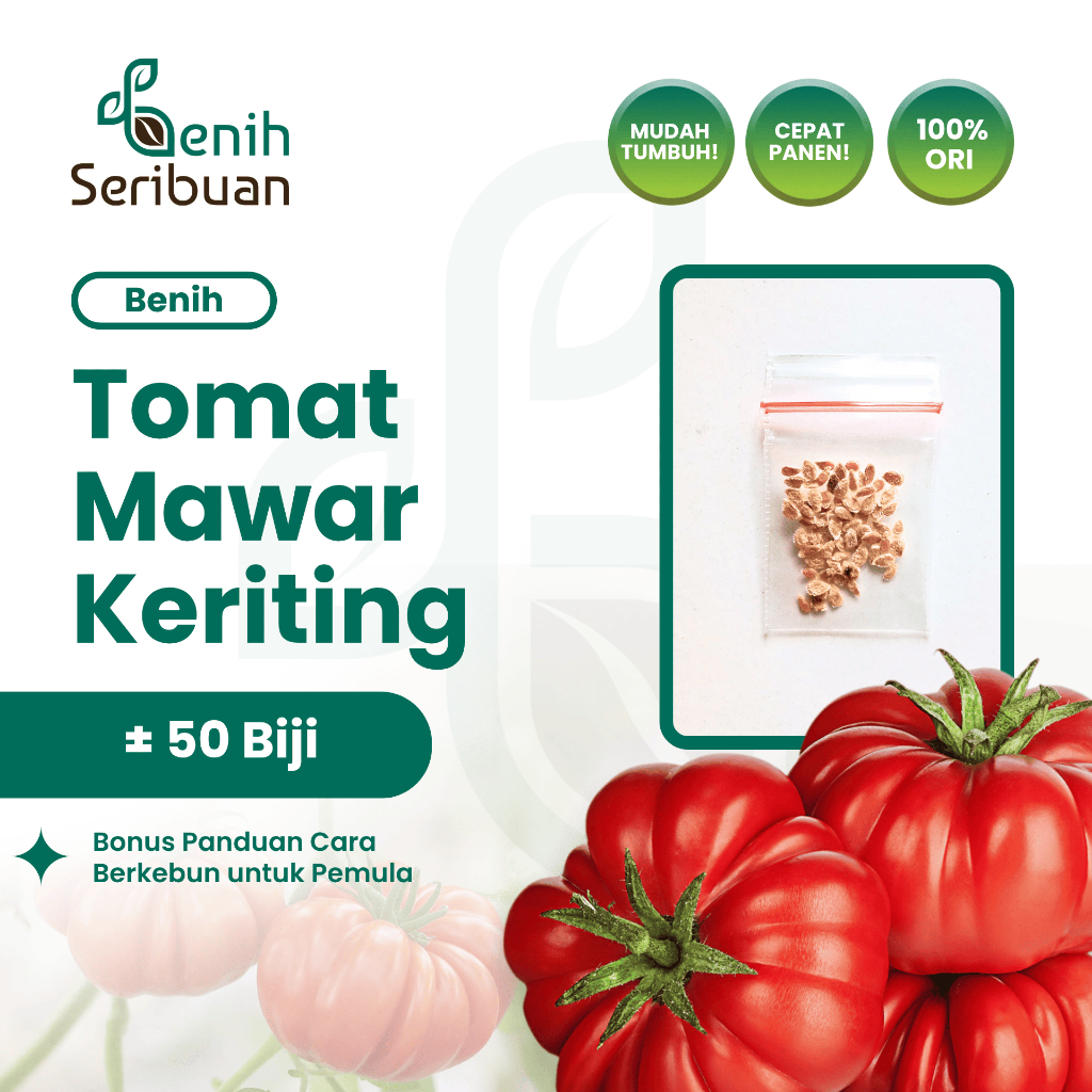 Jual 50 Benih Bibit Tomat Keriting Mawar Sayuran Unggul Bintang Asia ...