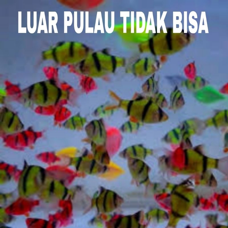 Jual tetra Sumatra 10pcs | Shopee Indonesia