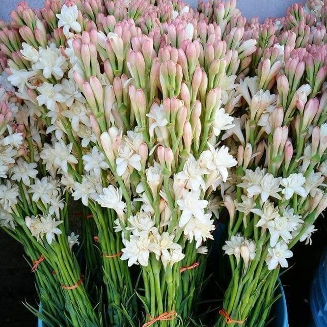 Jual Bunga sedap malam Bandung /wangi/segar./5 tangkai /bunga vas ...