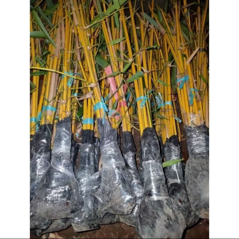 Jual jual bibit bambu kuning mini isi /5pcs | Shopee Indonesia