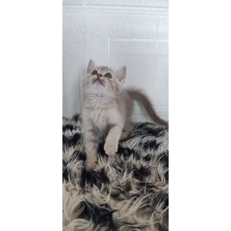 Jual BSH gold mix Persia betina 2bln super lucu cantik | Shopee Indonesia