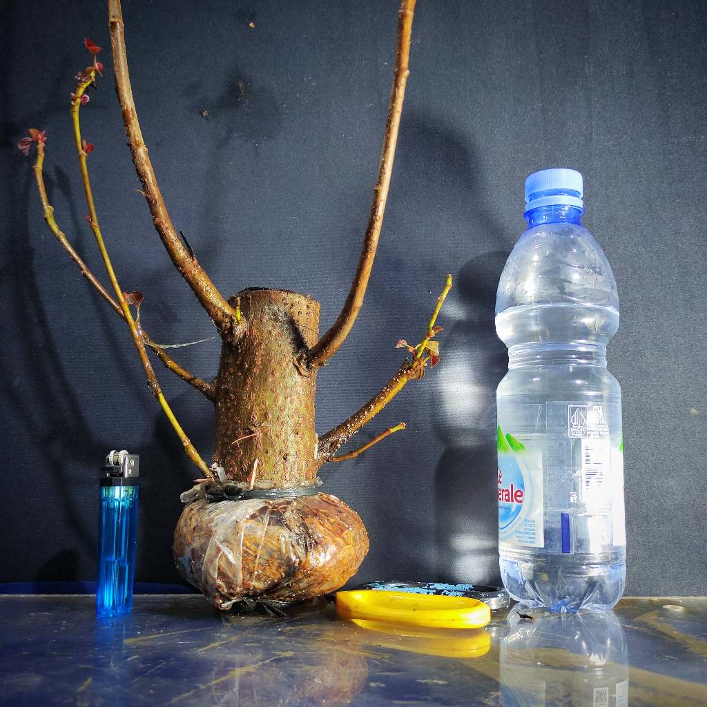 Jual Waru Merah Cangkok Ukuran Medium. Bibit Tanaman Hias dan Bahan ...