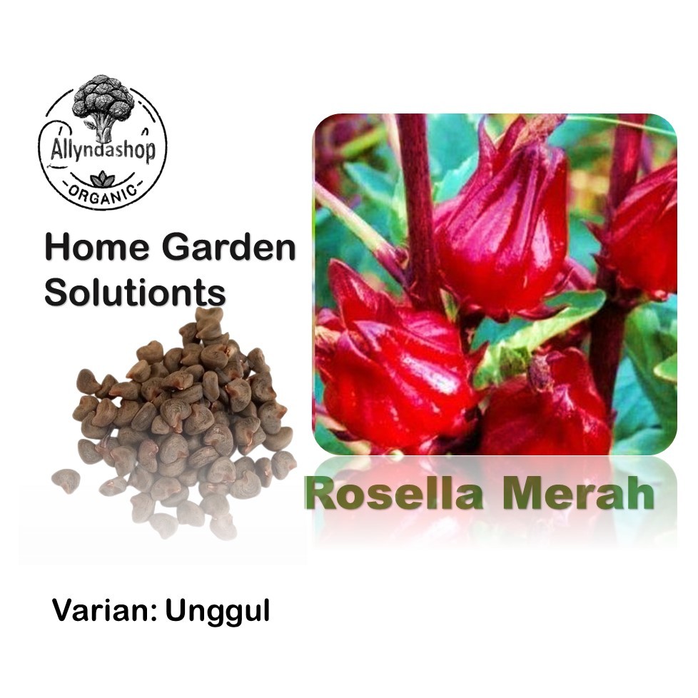 Jual 25 Biji - Bibit Bunga Rosella Merah Tanaman Herb Unggul | Shopee ...