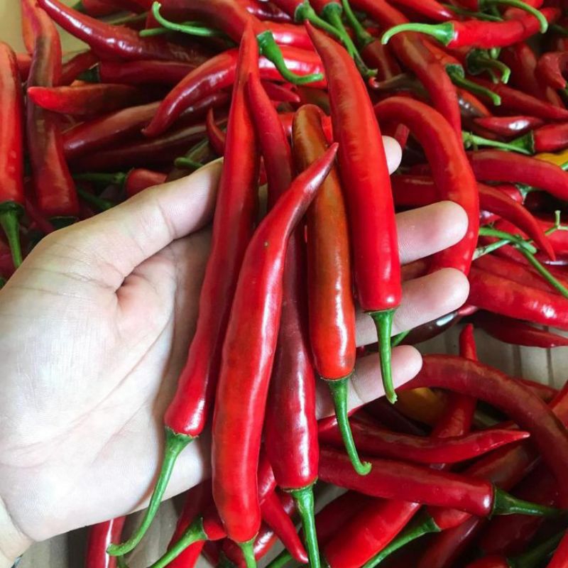 Jual { 500 GRAM } Cabe merah besar fresh cabe merah gede segar | Shopee ...