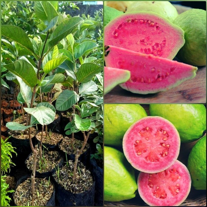 Jual bibit jambu biji merah /guava /jambu merah original | Shopee Indonesia