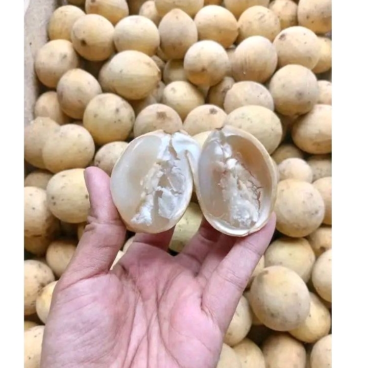 Jual Duku palembang super 1kg | Shopee Indonesia
