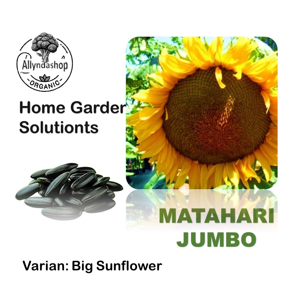 Jual 50 Bibit Benih Bunga Matahari Jumbo Unggul | Shopee Indonesia