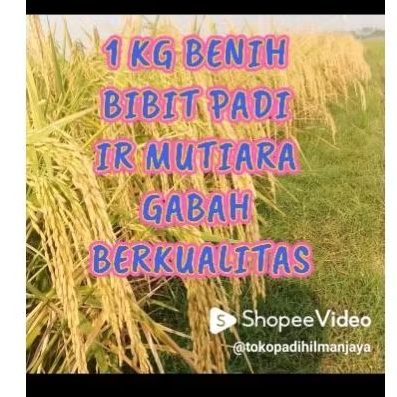 Jual BENIH PADI IR 64 Super Jumbo kemasan (1KG) | Shopee Indonesia