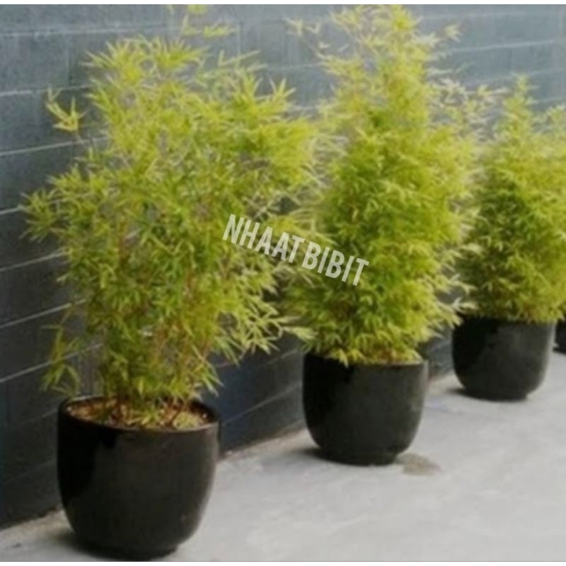 Jual BIBIT TANAMAN BAMBU KUNING ASLI BUAT PAGAR (COCOK DITARUH POT ...