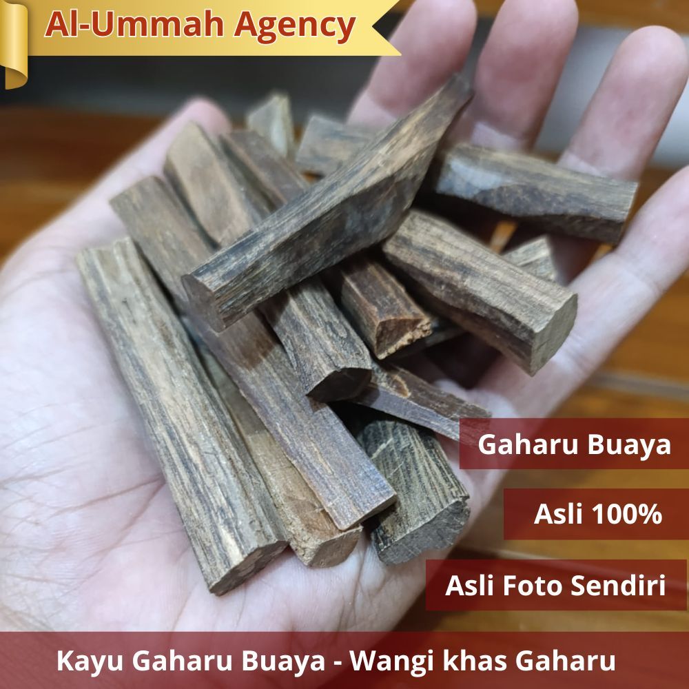 Jual Gaharu Buaya Kayu Gaharu Asli Kalimantan Agarwood Bouya Kayu Gahru Asli Hutan Kalimantan ...