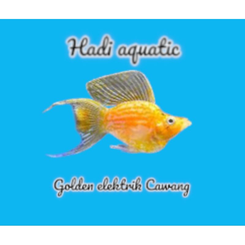 Jual ikan hias molly cagak ( golden elektrik ) | Shopee Indonesia