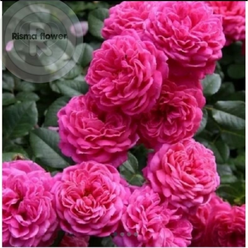 Jual Tanaman bunga mawar IMPORT SIRJHON BATJEMEN / pohon bunga mawar ...