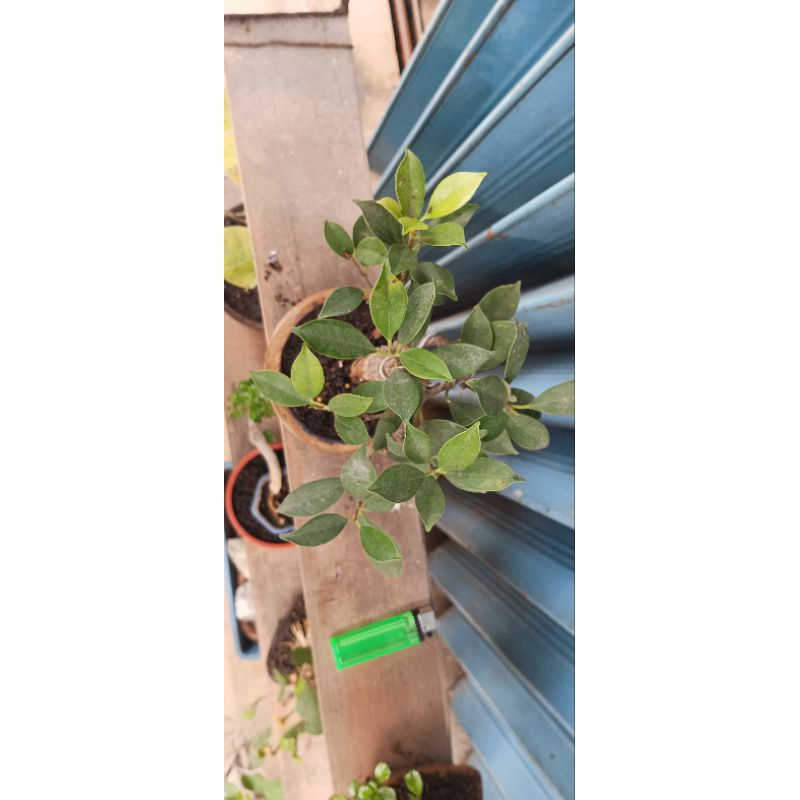 Jual ficus mircrocarpa bonsai mame / bonsai beringin kimeng/,bonsai ...