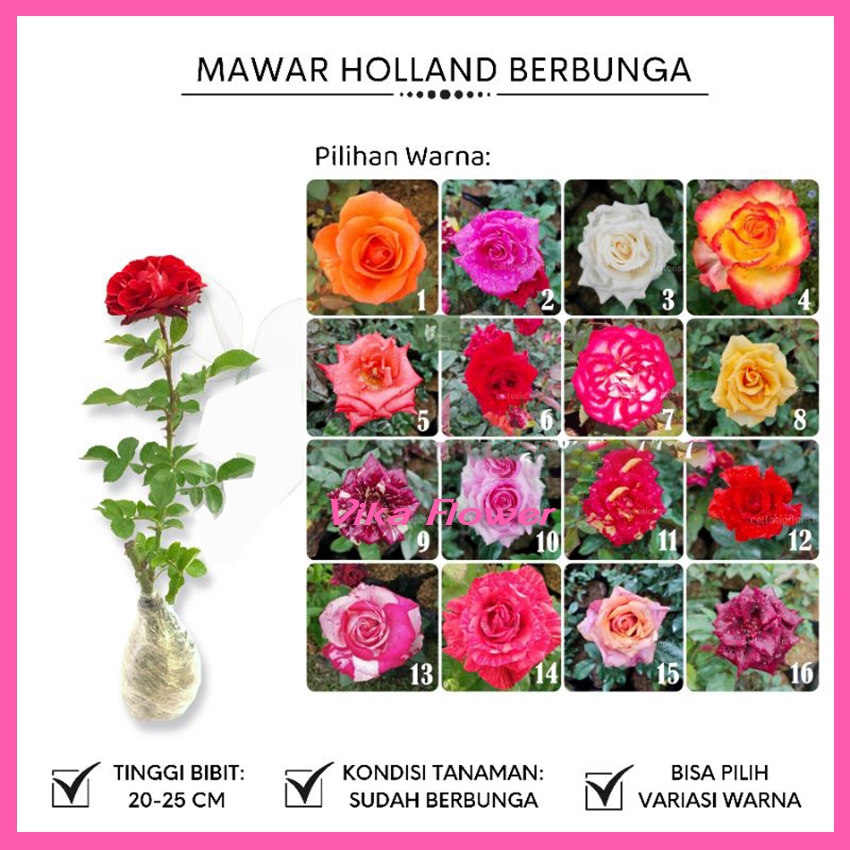 Jual Mawar Import - Mawar Holland Cantik Warna Lengkap | Shopee Indonesia