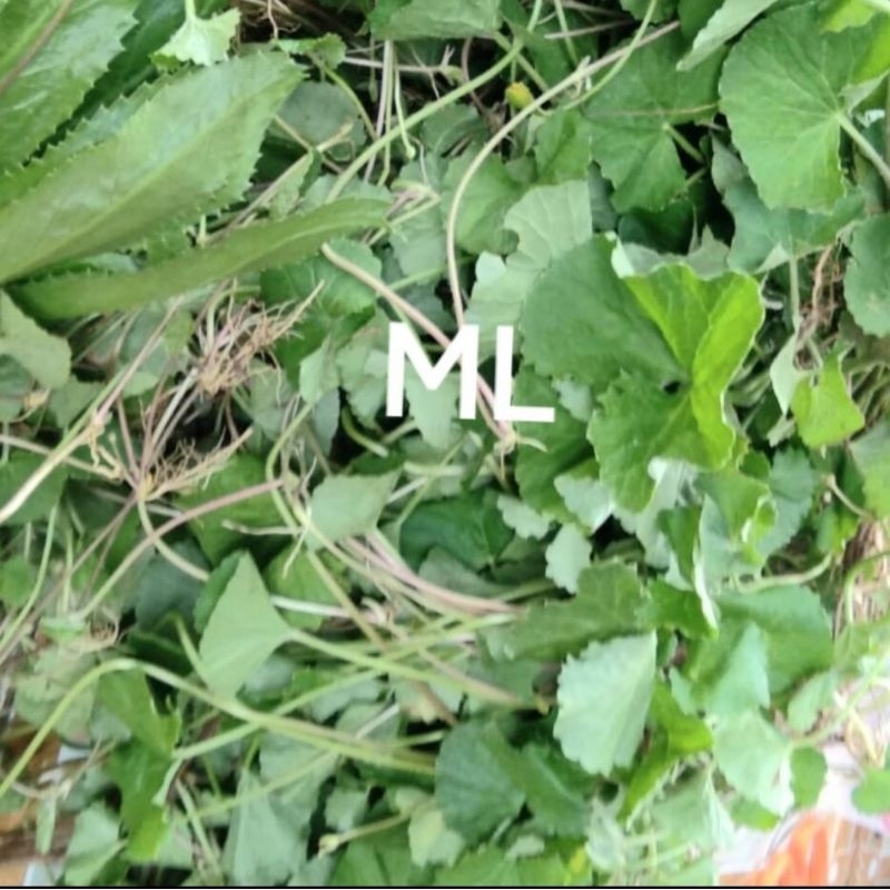 Jual Daun pegagan segar daun tapak kuda 1 kg | Shopee Indonesia