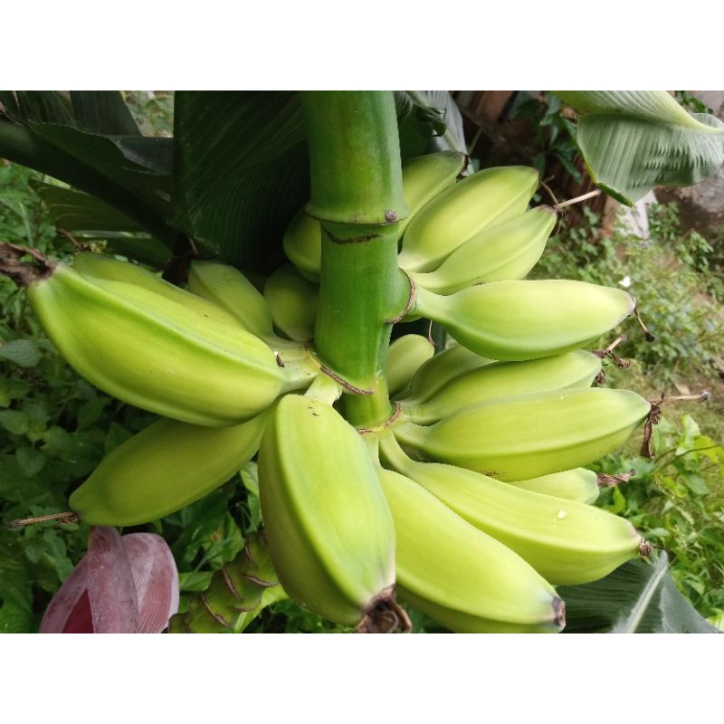 Jual Pisang Batu muda | Shopee Indonesia
