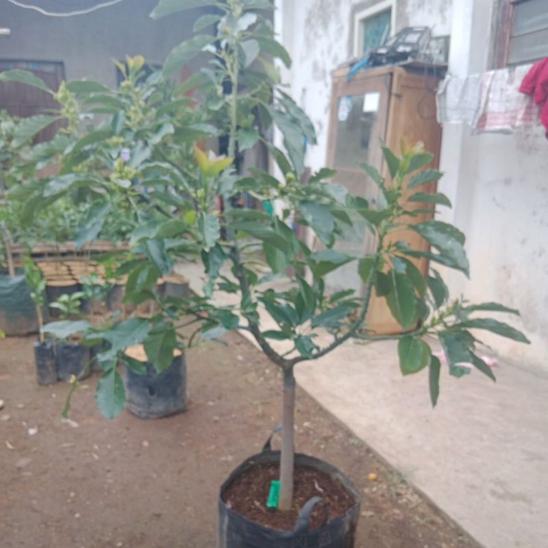 Jual pohon Alpukat tanpa biji super maskot | Shopee Indonesia