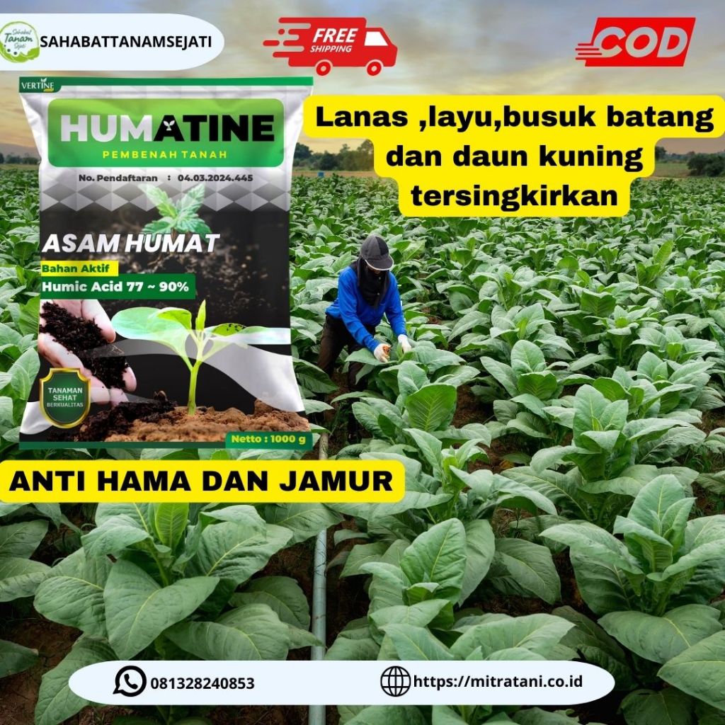 Jual Humatine Asam Humat Pembenah Tanah Pelebat Dan Memperlebar Daun Tembakau , Memperbaiki ...
