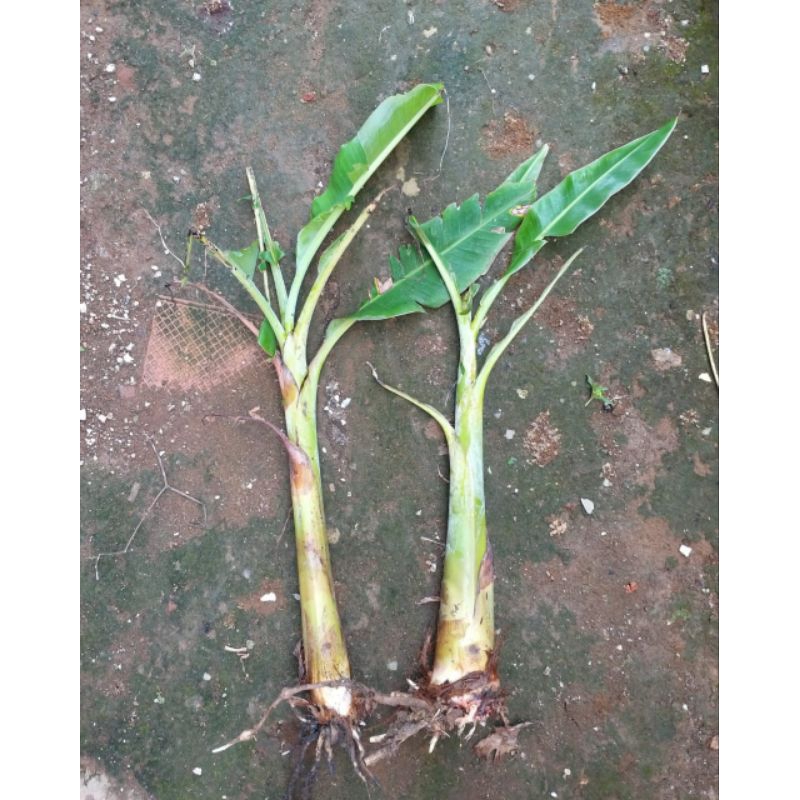 Jual BIBIT PISANG RAJA IJO - PISANG RAJA BULU || BIBIT CULTURE KELUARGA ...
