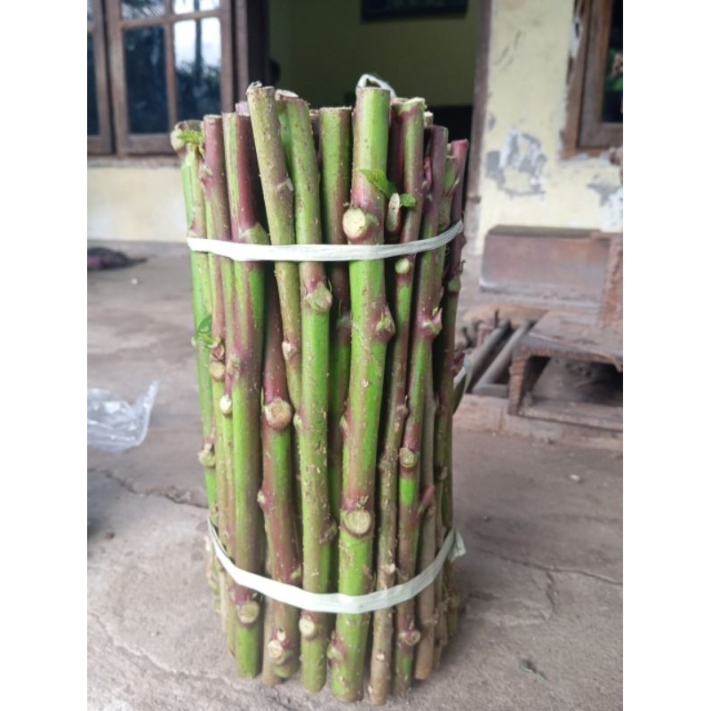 Jual Stek bibit telo Papua panjang 20cm 1 ikat isi 20 batang | Shopee ...