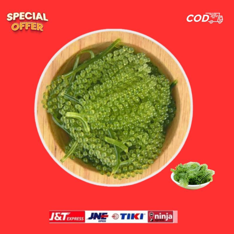 Jual Anggur laut Hijau ( Sayur Laut Segar ) | Shopee Indonesia