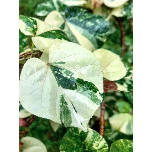 Jual Blantik Kembang - Tanaman Hias Outdoor Bahan Bonsai Waru Varigata ...