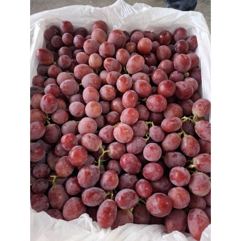 Jual Anggur Red Globe Australia 1kg | Shopee Indonesia
