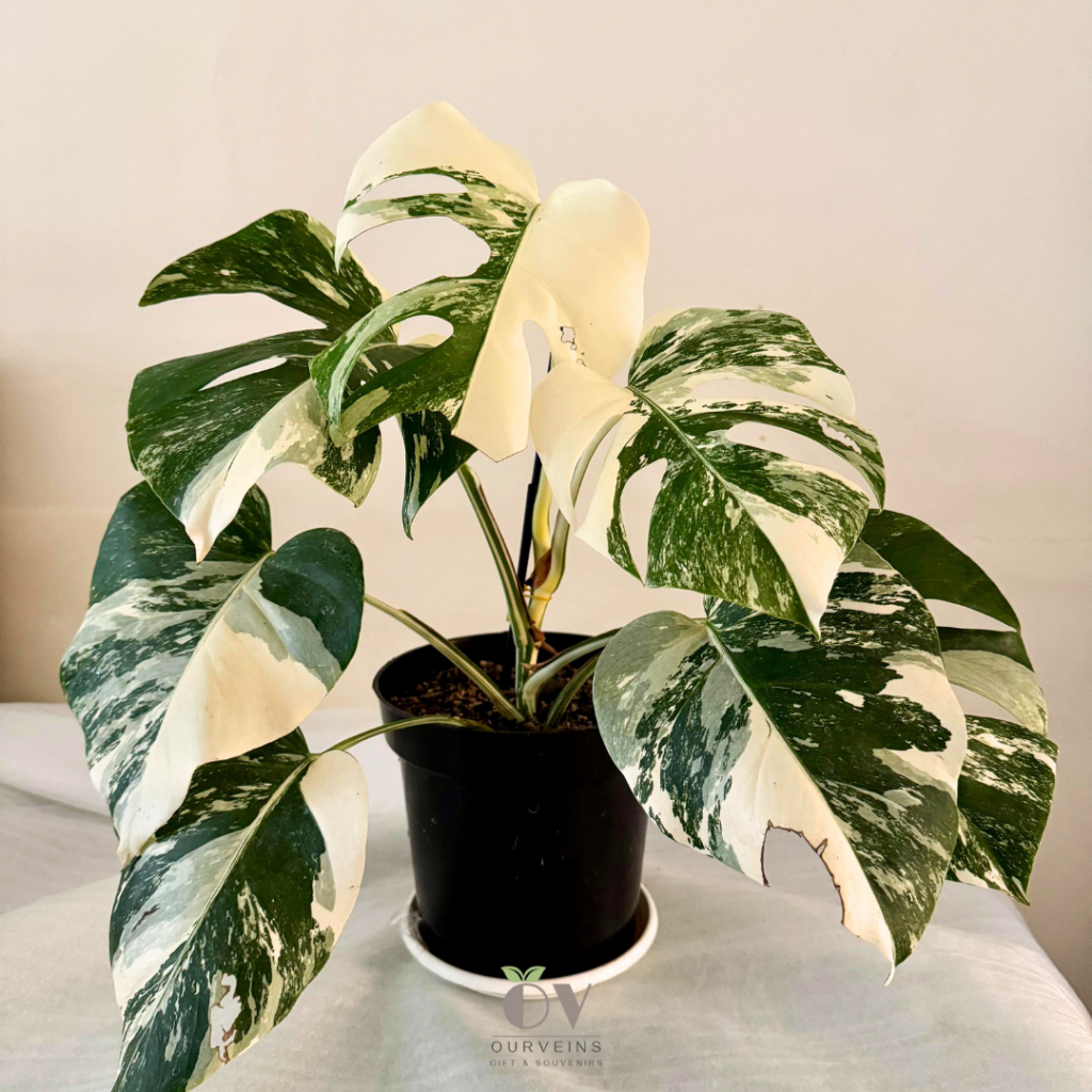 Jual Monstera Variegata Marble Stang Pendek / Monstera Albo | Shopee ...