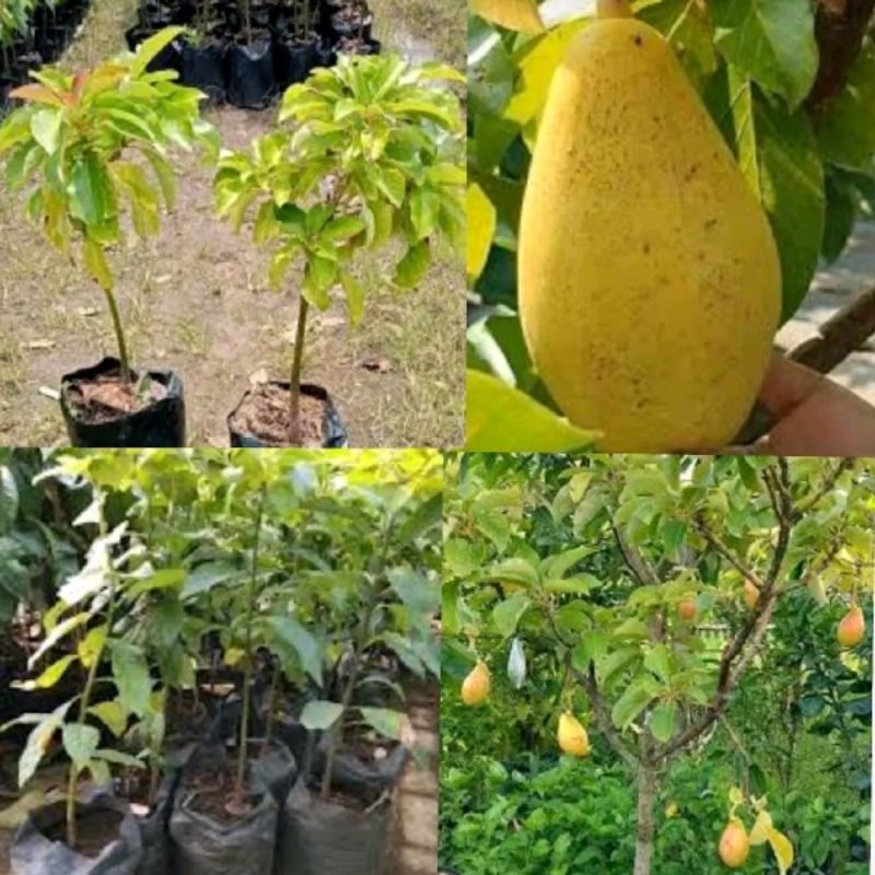Jual bibit alpukat yellow vietnam | Shopee Indonesia
