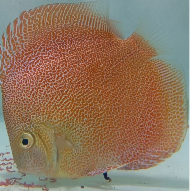 Jual DISCUS PANTHERA KUALITAS TERBAIK / DISCUS AQUASCAPE PANTHERA GRADE ...