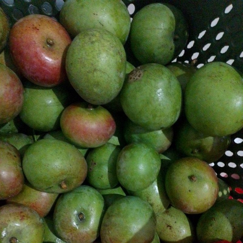 Jual MANGGA MUDA APEL FRESH | Shopee Indonesia