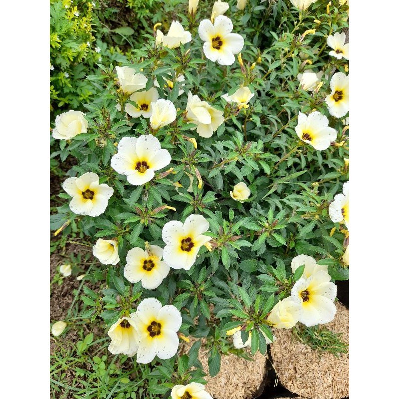 Jual Tanaman Bunga Pukul Sembilan Rimbun Murah | Shopee Indonesia