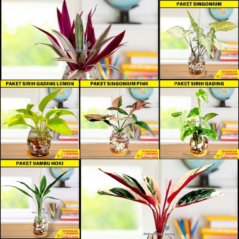 Jual Paket Bambu Hoki Sri Rezeki Lengkap Dengan Vas Bunga Batu ...