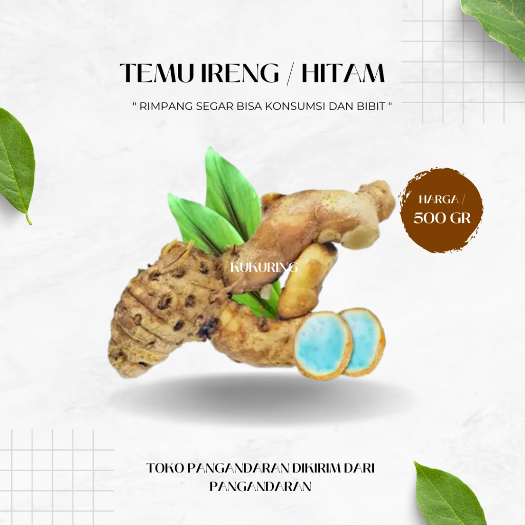 Jual Temu Ireng Hitam Segar 500 Gram Bisa Dijadikan Bibit | Shopee ...