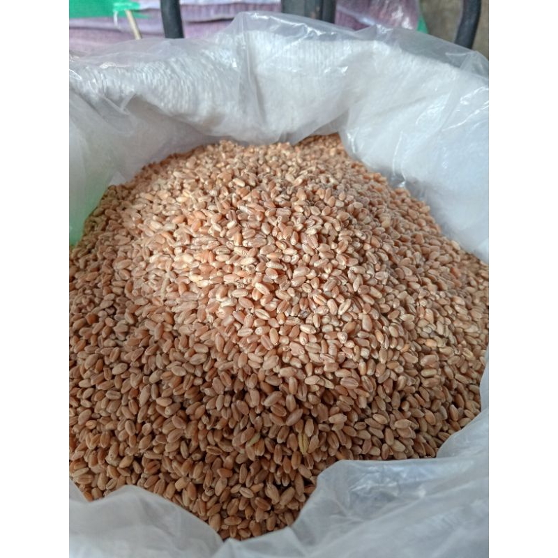 Jual 1 Kg biji gandum/benih gandum/beras gandum/ biji gandum pakan ...