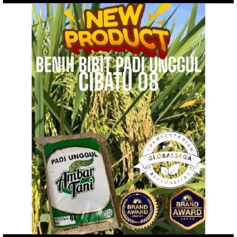 Jual BIBIT PADI BENIH PADI UNGGUL CIBATU 08 ORIGINAL KEMASAN 5KG ...