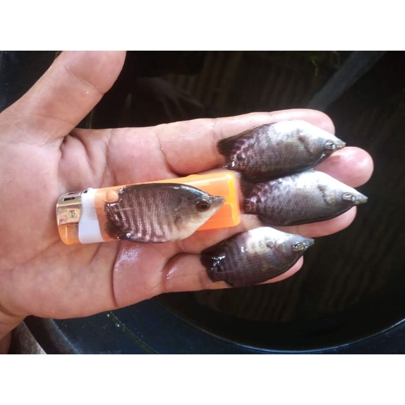 Jual bibit gurame soang ukuran 8-9 isi30ekor | Shopee Indonesia