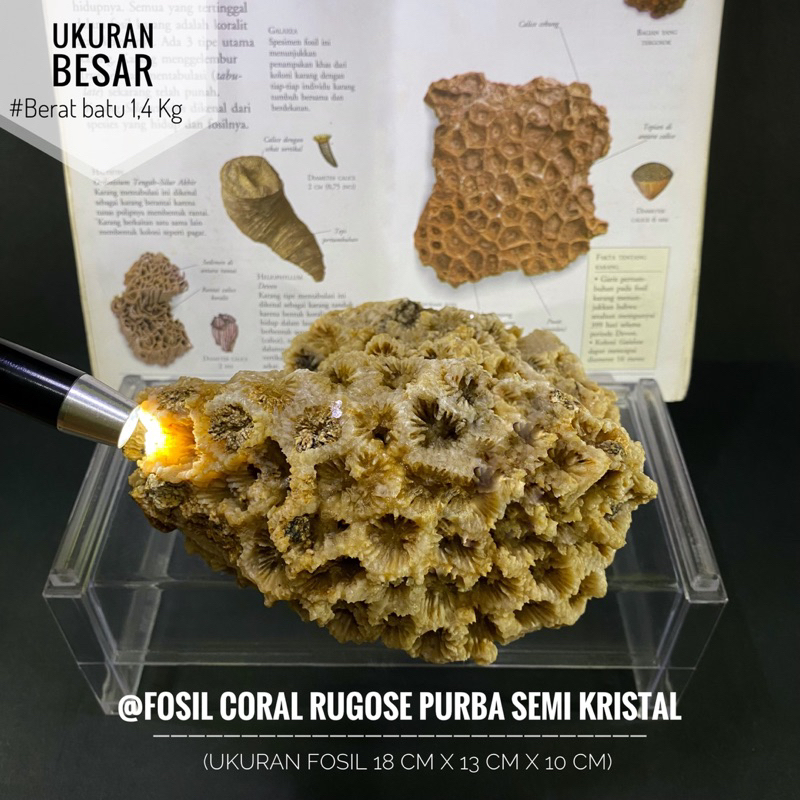 Jual Fosil Coral Rugose Purba Crystal C48 atau Fosil Karang ...