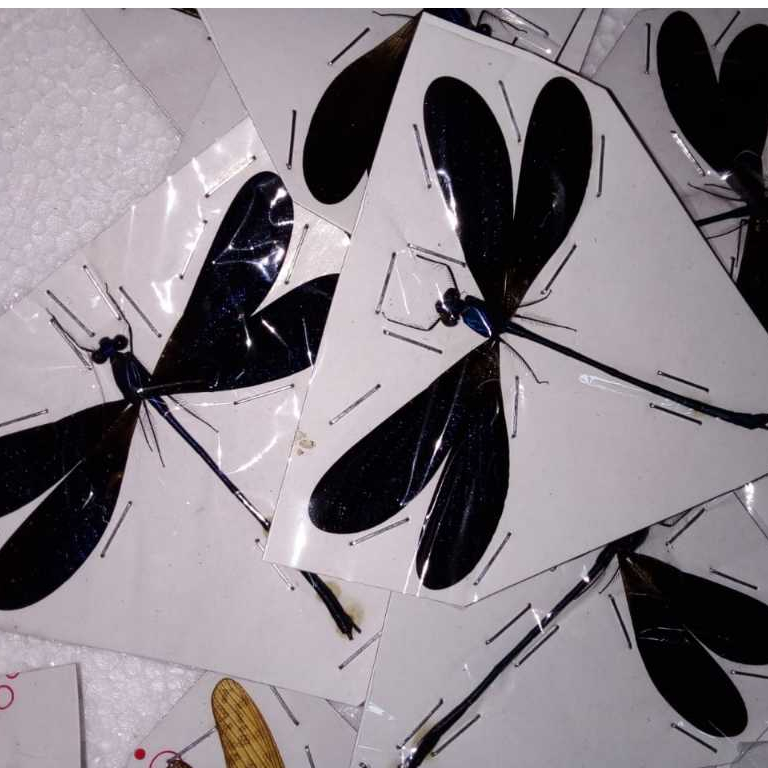 Jual taxydermi awetan serangga kumbang capung asli | Shopee Indonesia