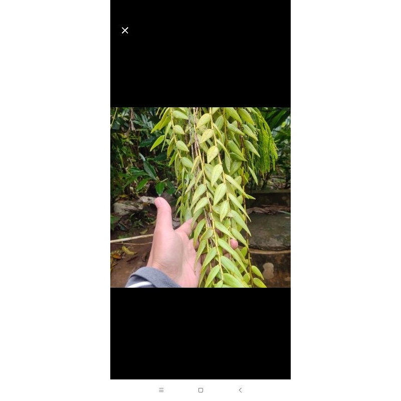 Jual tanaman hias kumpai hutan kumpai langka | Shopee Indonesia