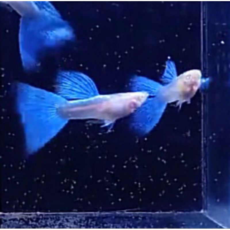 Jual HIASAN AQUARIUM Guppy Sky Blue Size induk (Paket 1 pasang) | Shopee Indonesia