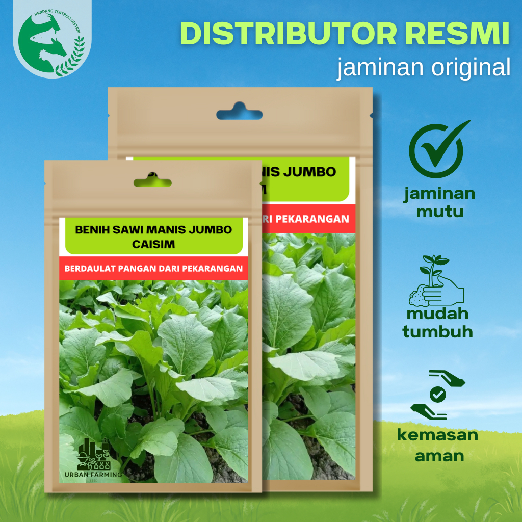 Jual Benih Caisim Sawi Manis Jumbo 100 gram Urban Farming Unggul Lebat ...